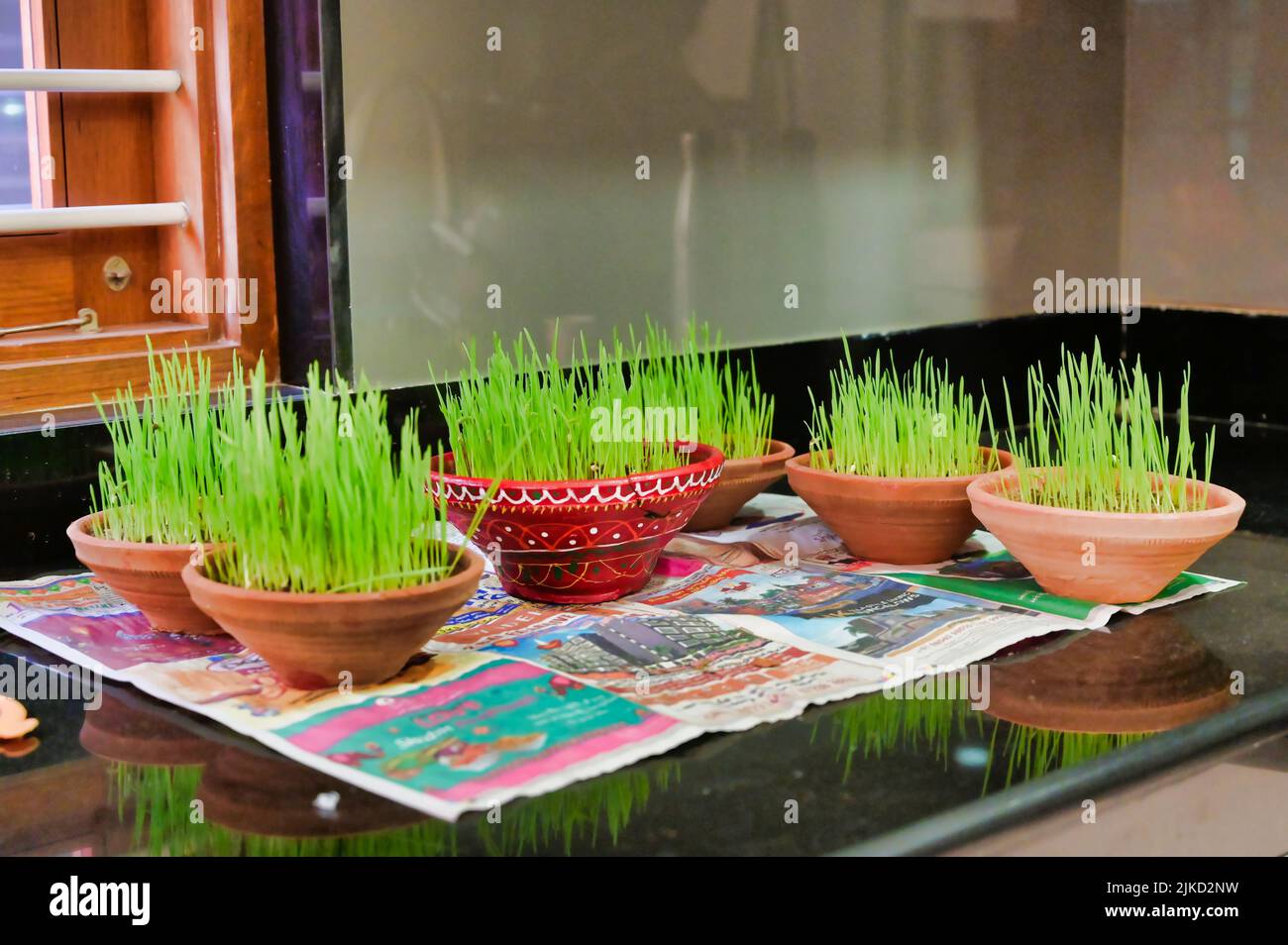 Indian traditional wheatgrass grown in clay pots for Chaitra Navratri ...