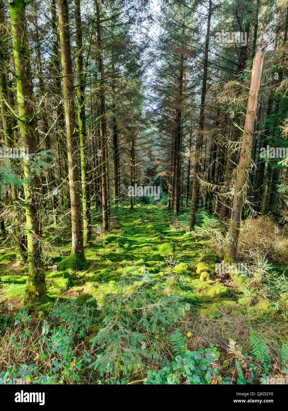 A vertical shot of dense tall trees in the forest in Wales Stock Photo - Alamy