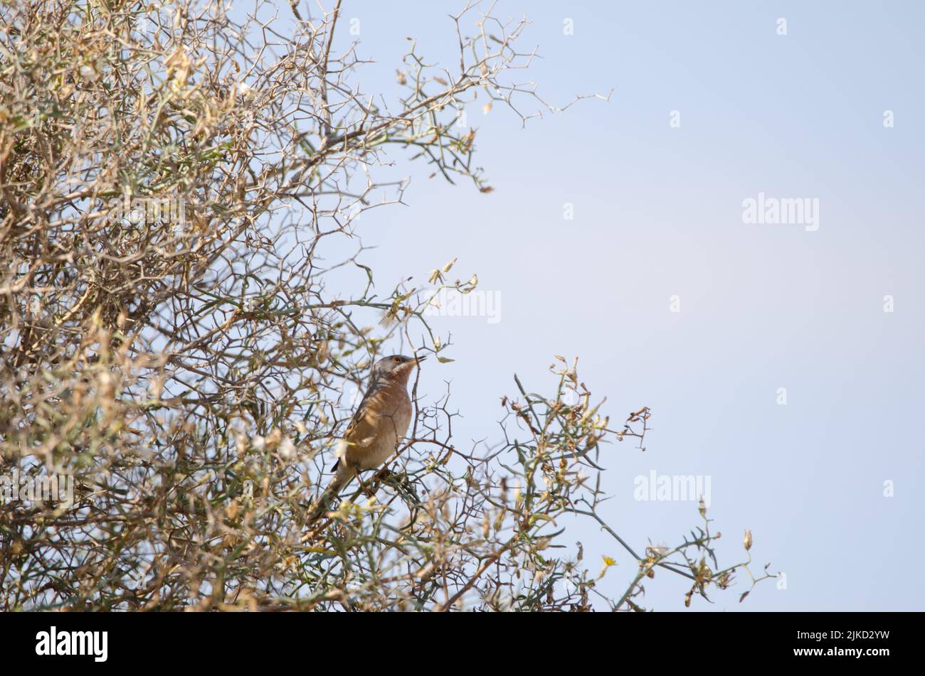 Male subalpine warbler Sylvia cantillans on a Launaea arborescens. Las ...