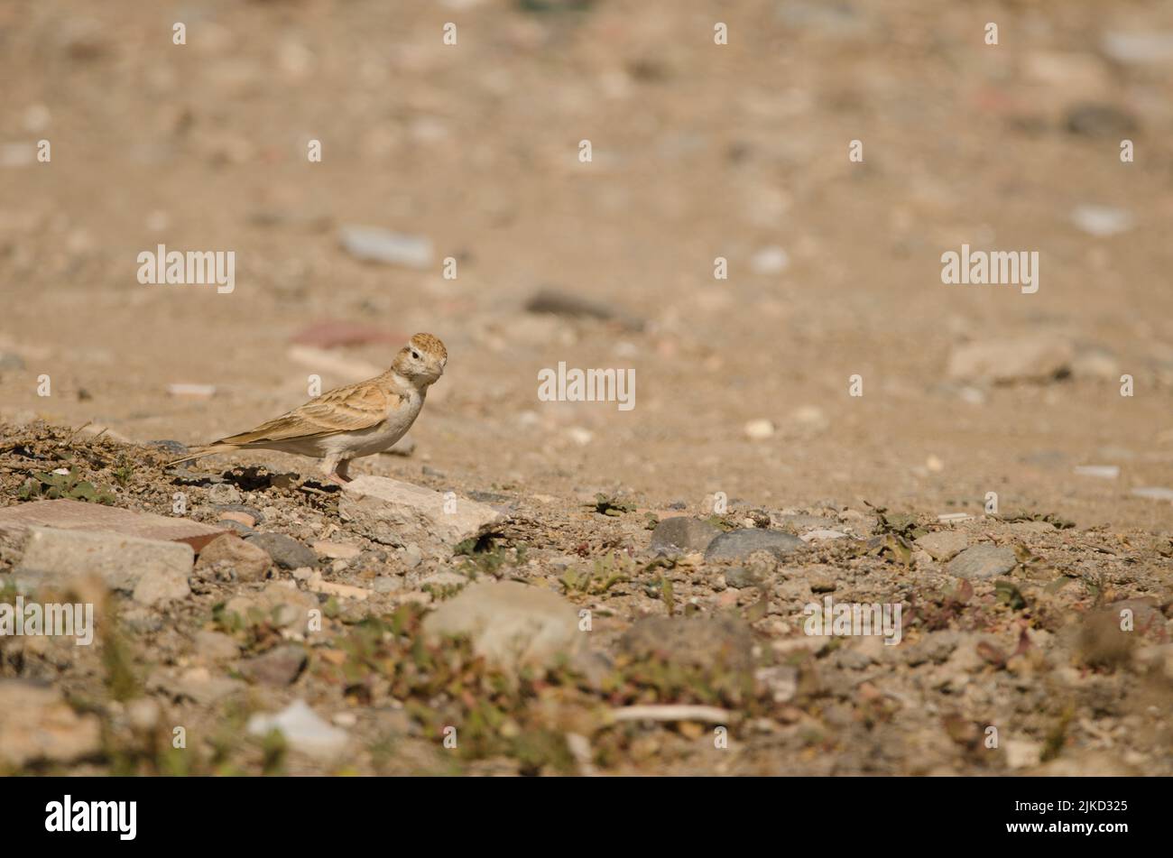 Greater short-toed lark Calandrella brachydactyla. Las Palmas de Gran ...