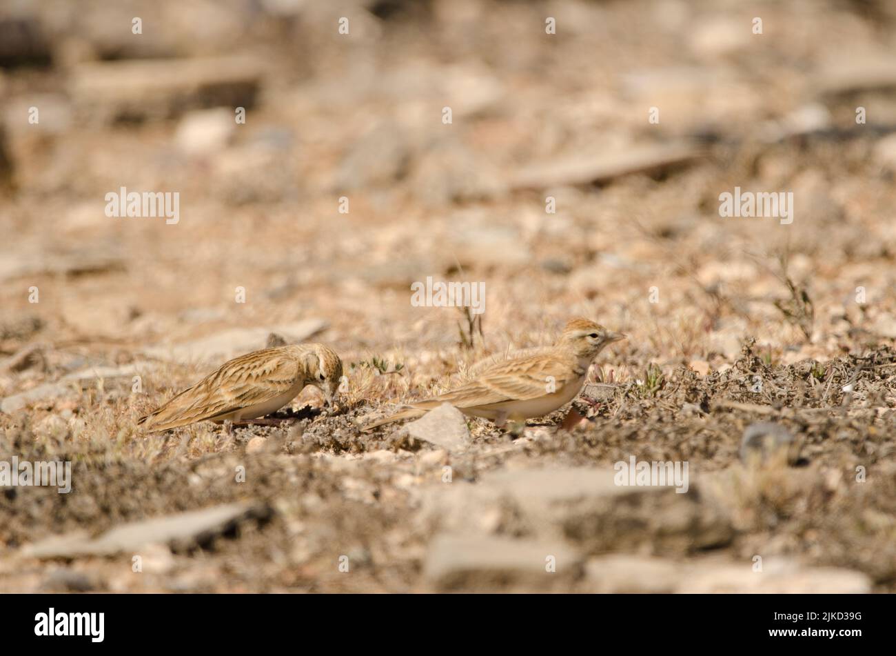 Greater short-toed larks Calandrella brachydactyla searching for food ...