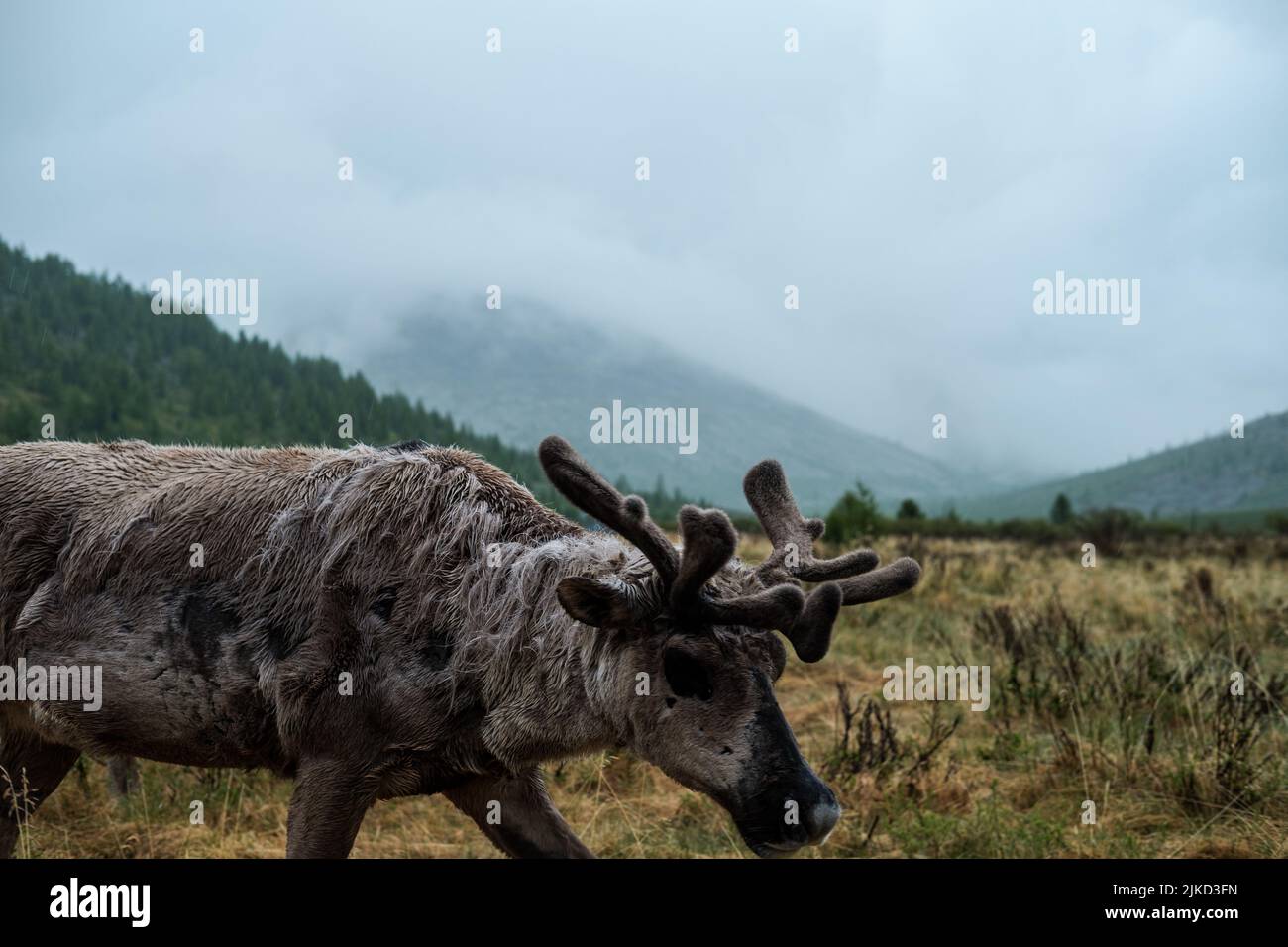 A closeup shot of a small brown reindeer on a rural field in Mongolia ...