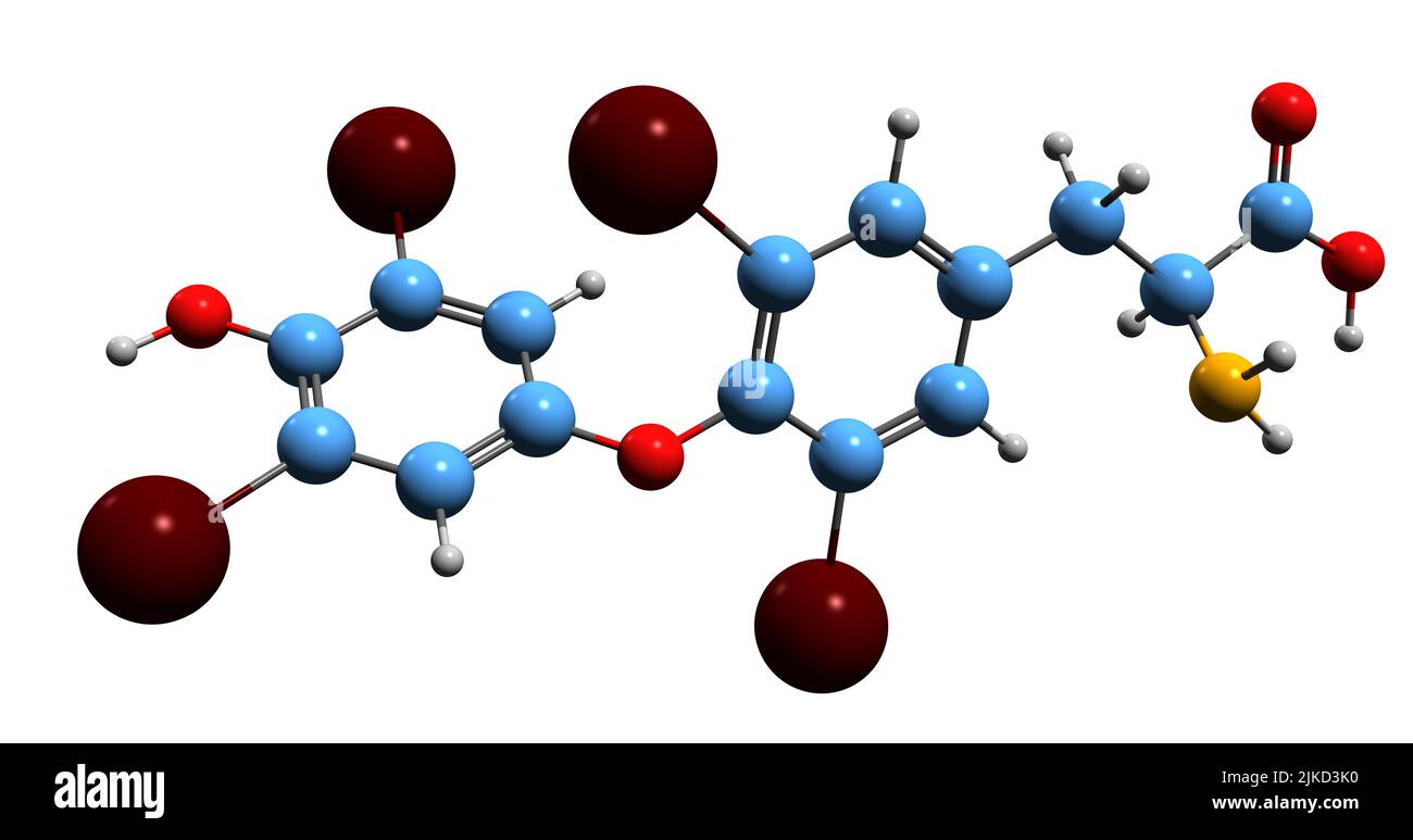 3D image of Levothyroxine skeletal formula - molecular chemical structure of L-thyroxine ...