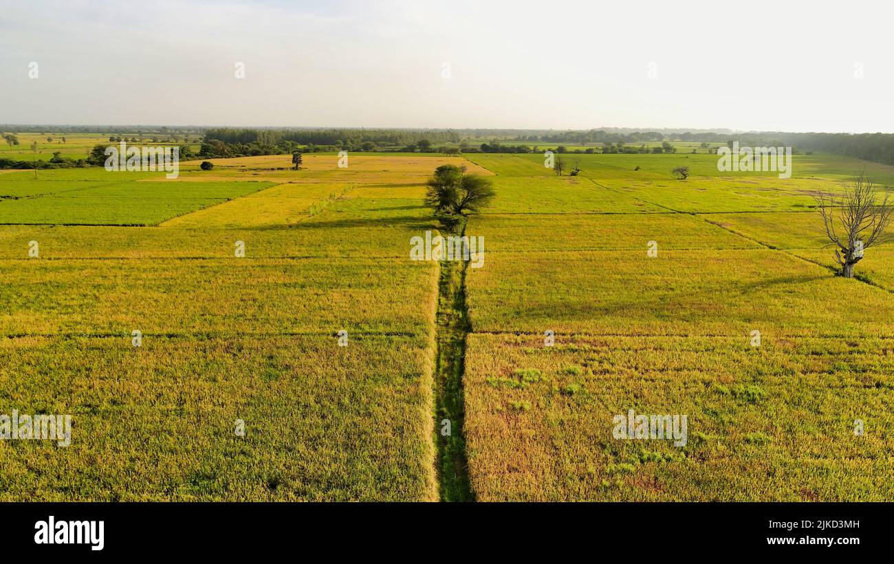 An aerial view of a cultivated agricultural land in the daytime Stock ...
