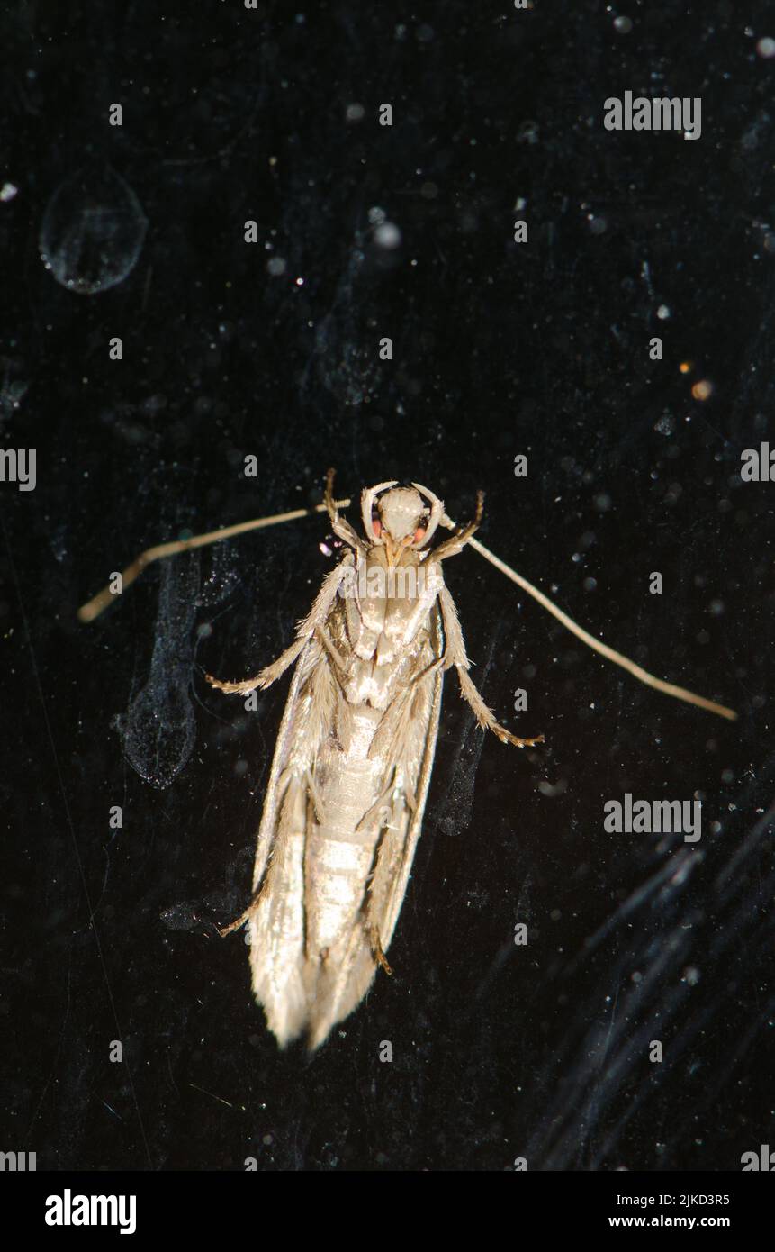 Underside view of a moth on the glass of a door. Las Palmas de Gran ...