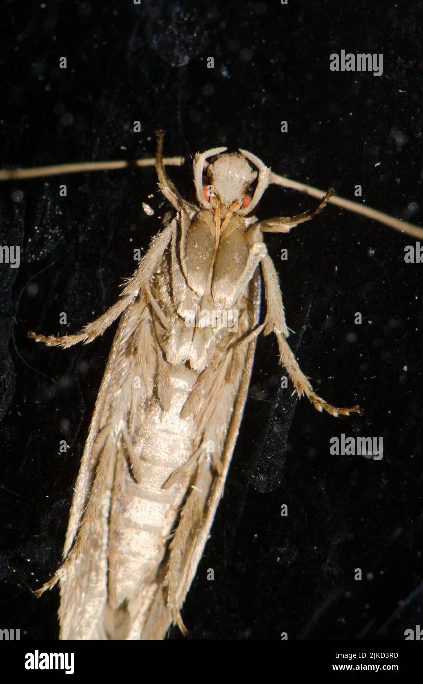 Underside view of a moth on the glass of a door. Las Palmas de Gran ...