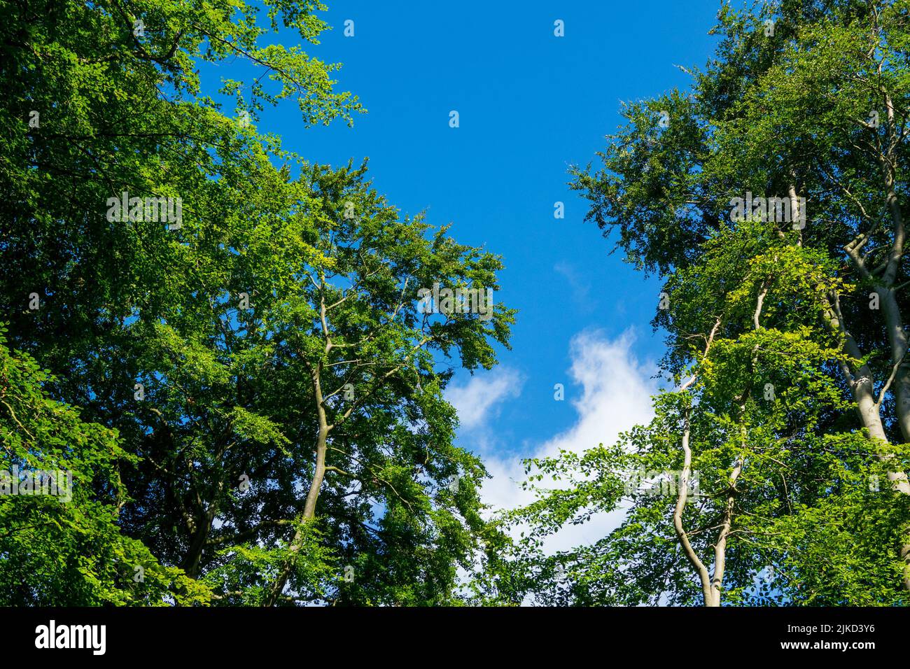 Canopy of trees hi-res stock photography and images - Alamy