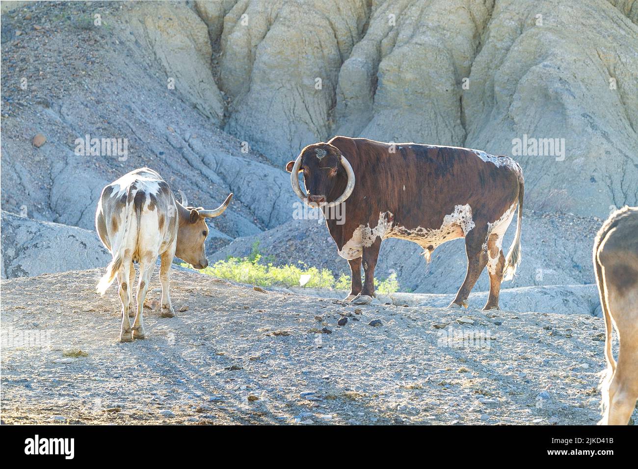Study butte texas hi-res stock photography and images - Alamy