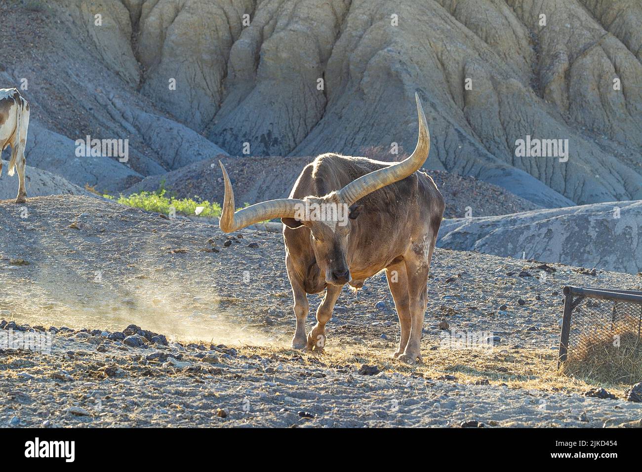 Study butte texas hi-res stock photography and images - Alamy