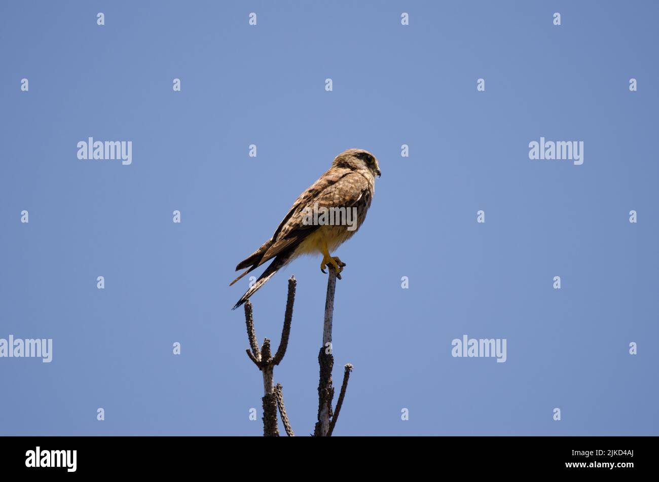 Female common kestrel Falco tinnunculus canariensis. The Nublo Rural ...