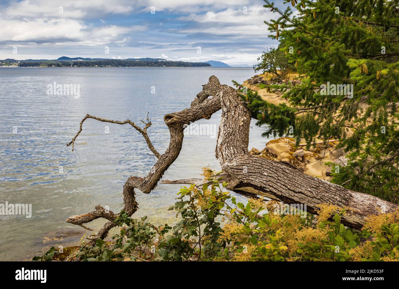 Landscape of seashore in the Pacific rim National Park in Vancouver ...