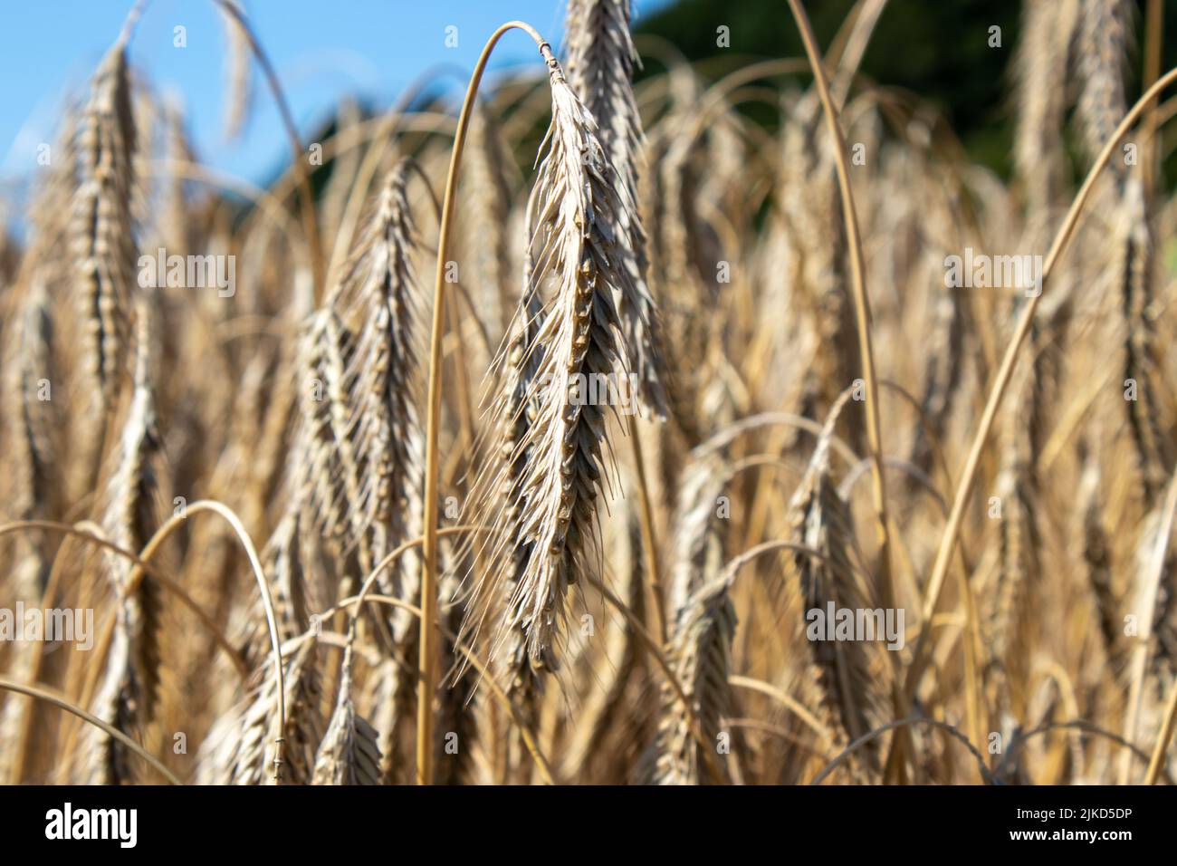 Golden colors of the ripe wheat field. Golden wheat and blue sky ...