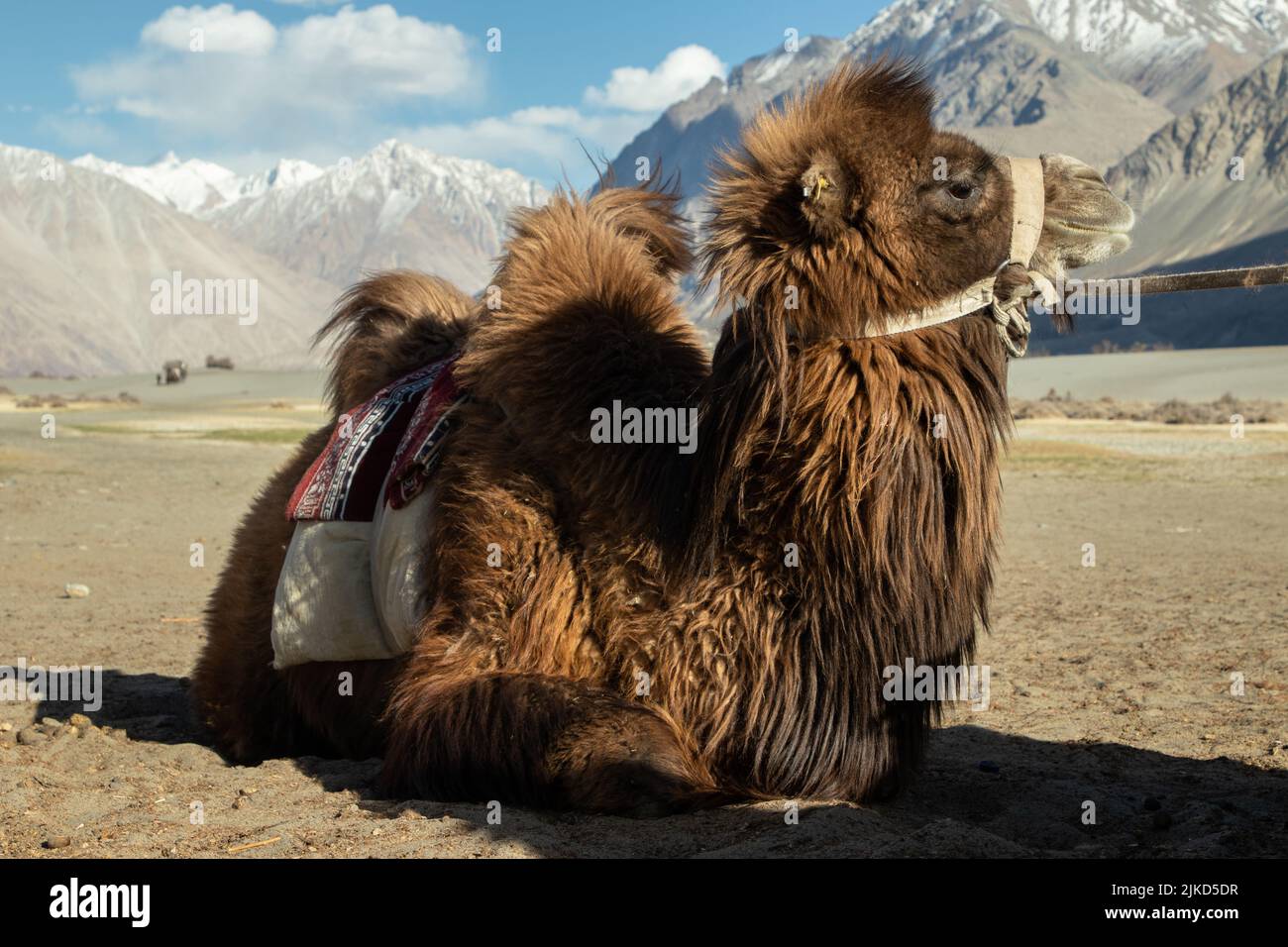Double Hump Unique Camels In Nubra Valley, Ladakh Leh, On Of The The ...
