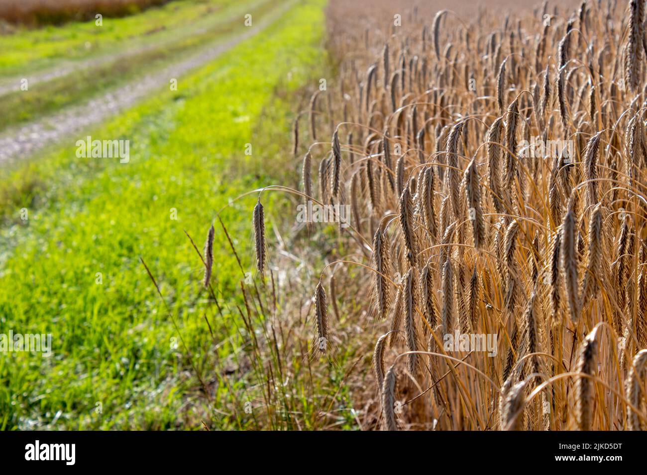 Wheatfield by the countryside road. Blue sky background. Ripe wheat ...