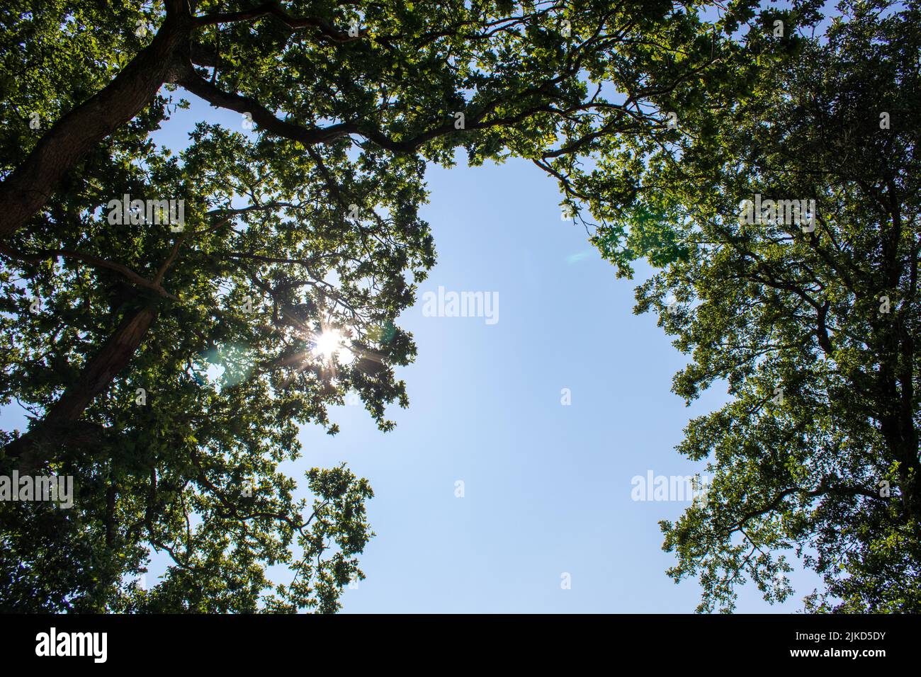 Bottom view of tall old trees in the forest. Blue sky in the background ...