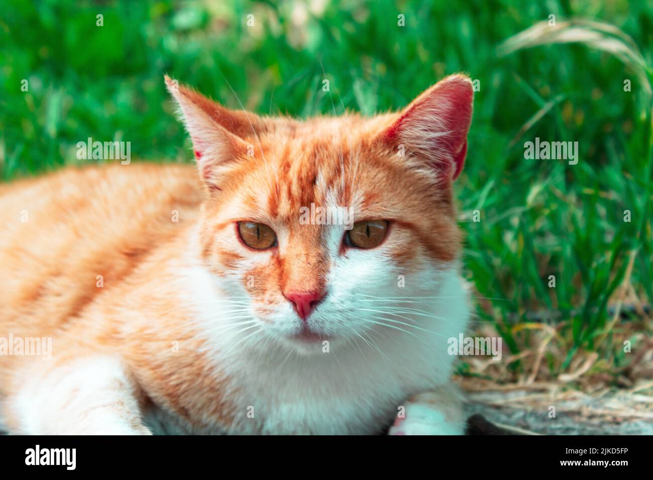 A close-up shot of an adorable cat with red fur laying on the grass ...