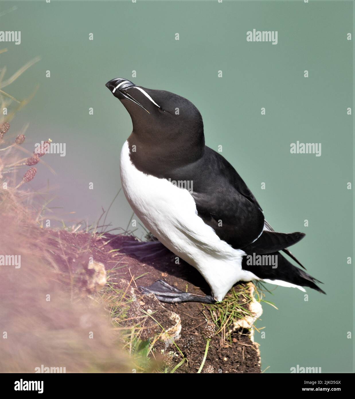 Razorbill birds hi-res stock photography and images - Alamy