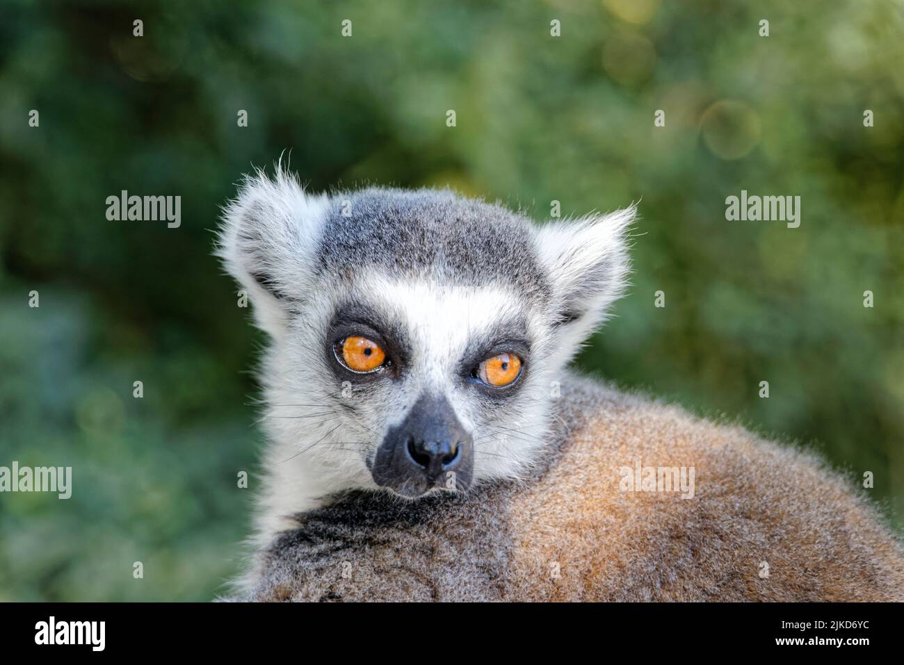 Nesles, France. 31st July, 2022. Catta lemur (maki catta) at the animal ...