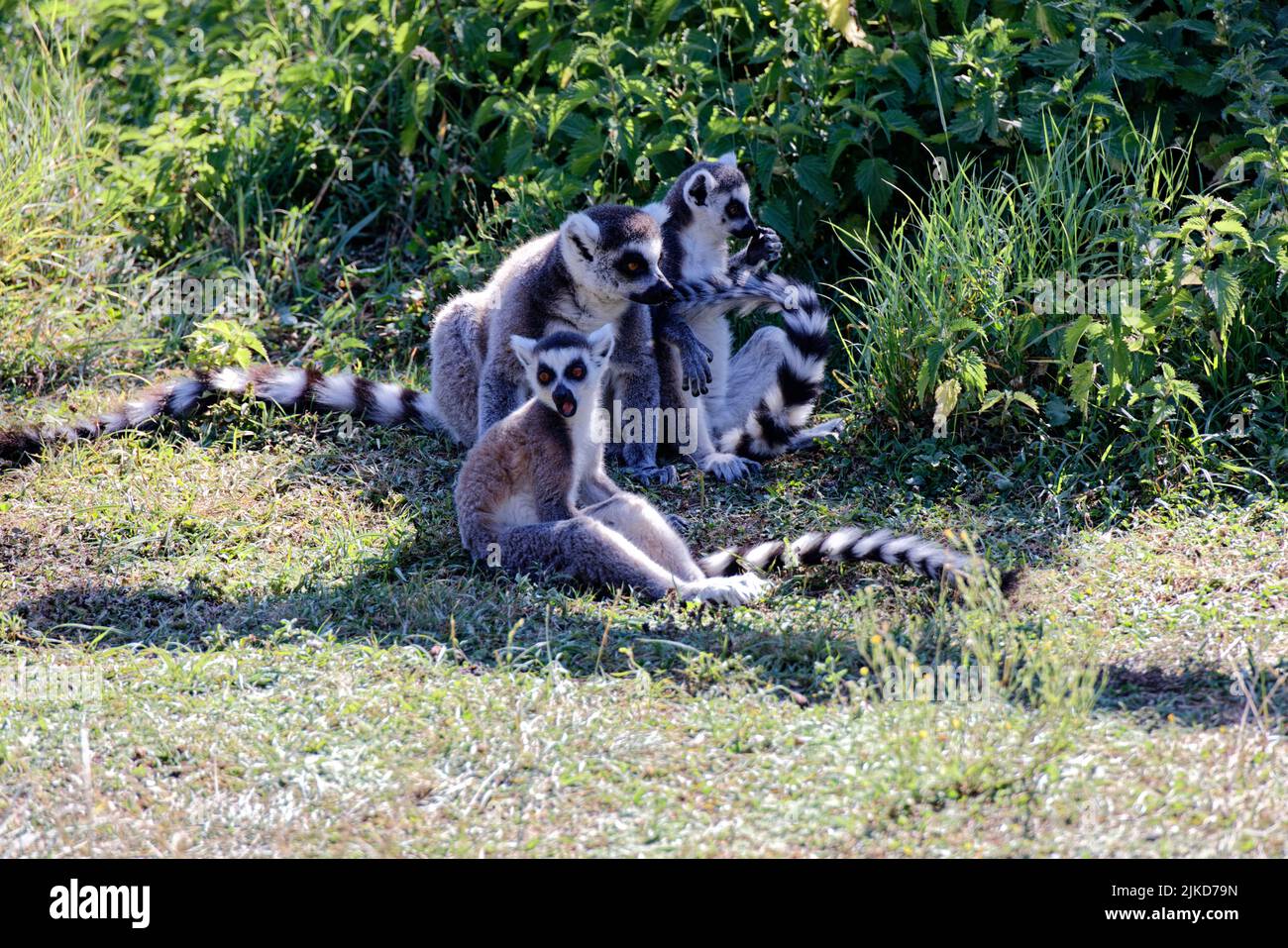 Nesles, France. 31st July, 2022. Catta lemurs (maki catta) at the ...