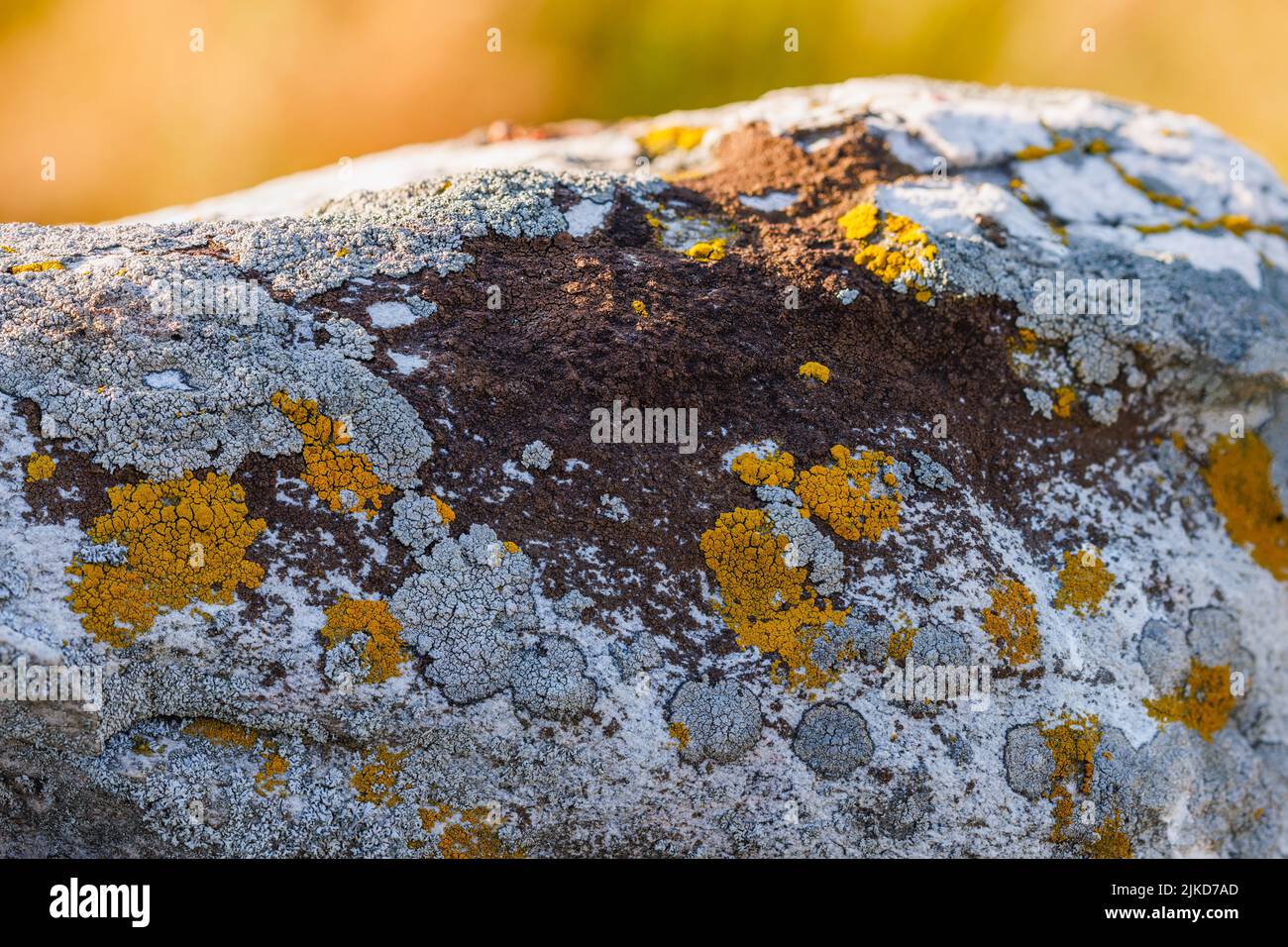 lichen presumably on quartzite sandstone surface under direct sunlight ...
