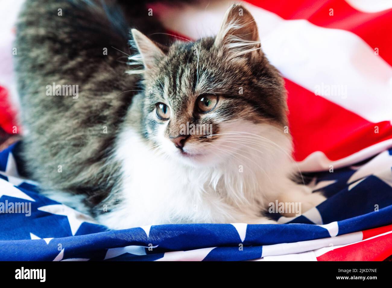 Cat with american flag hi-res stock photography and images - Alamy