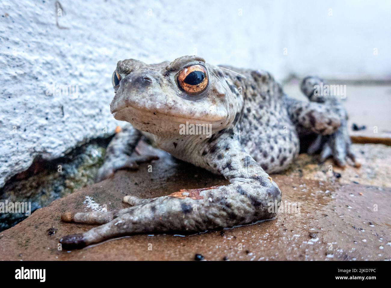 Brighton, June 7th 2022: The recent damp weather has brought frogs back ...