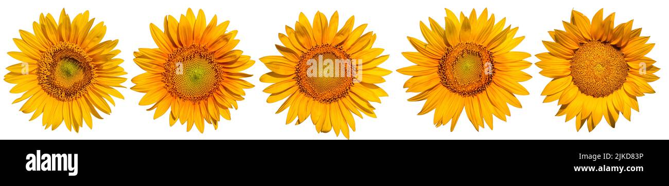 Sunflower Headers Tumblr