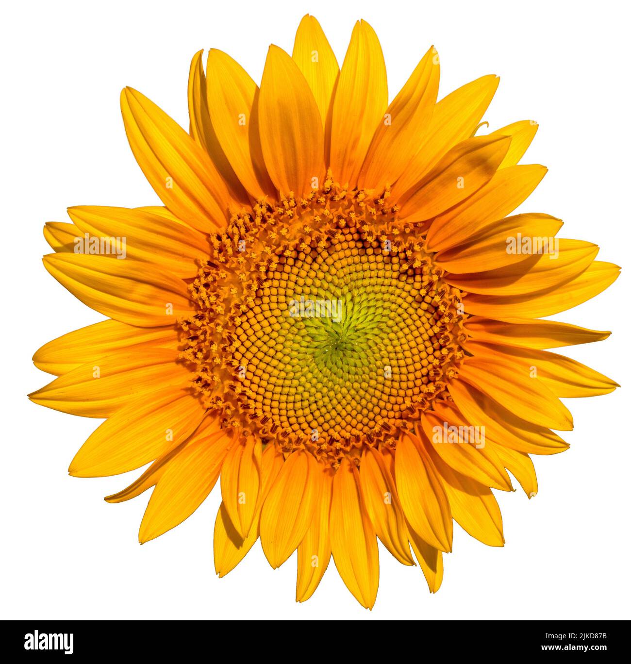 Beautiful sunflower frame isolated Cut Out Stock Images & Pictures - Alamy