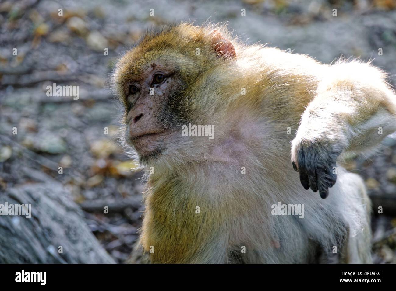 Lumigny, France. 31st July, 2022. Magot or Barbary macaque (Macaca ...