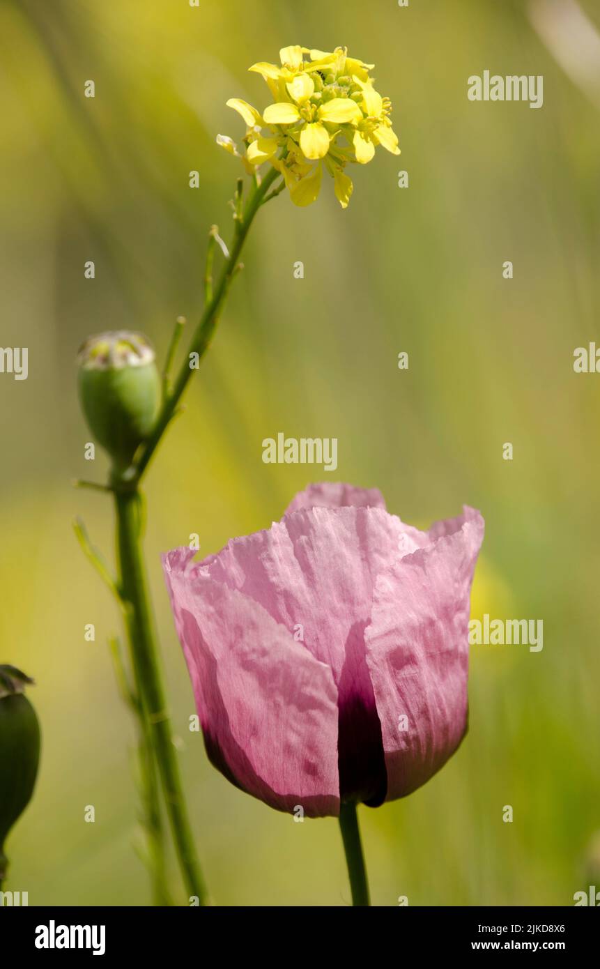 Papaver somniferum setigerum hi-res stock photography and images - Alamy