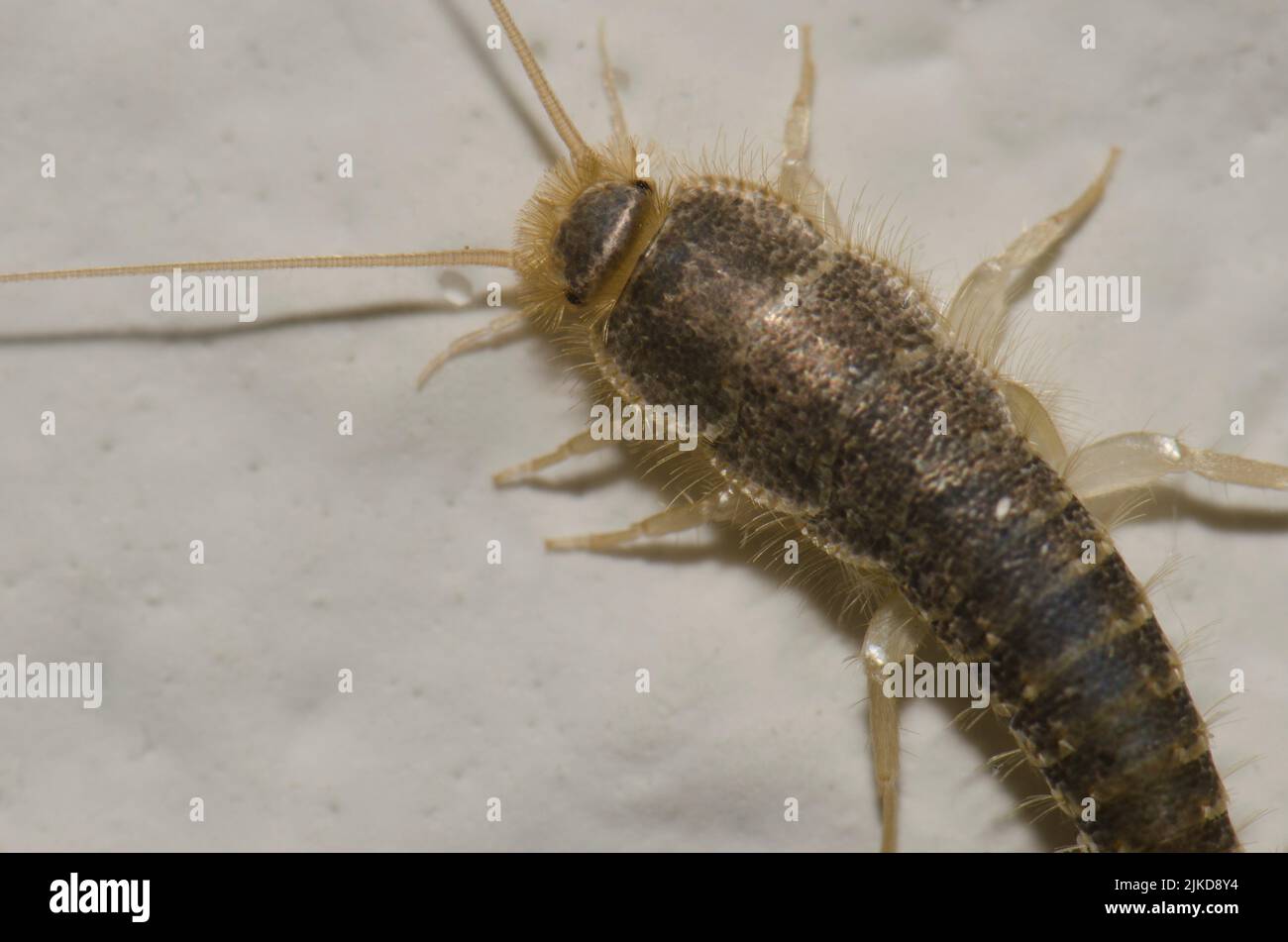 Silverfish Larvae