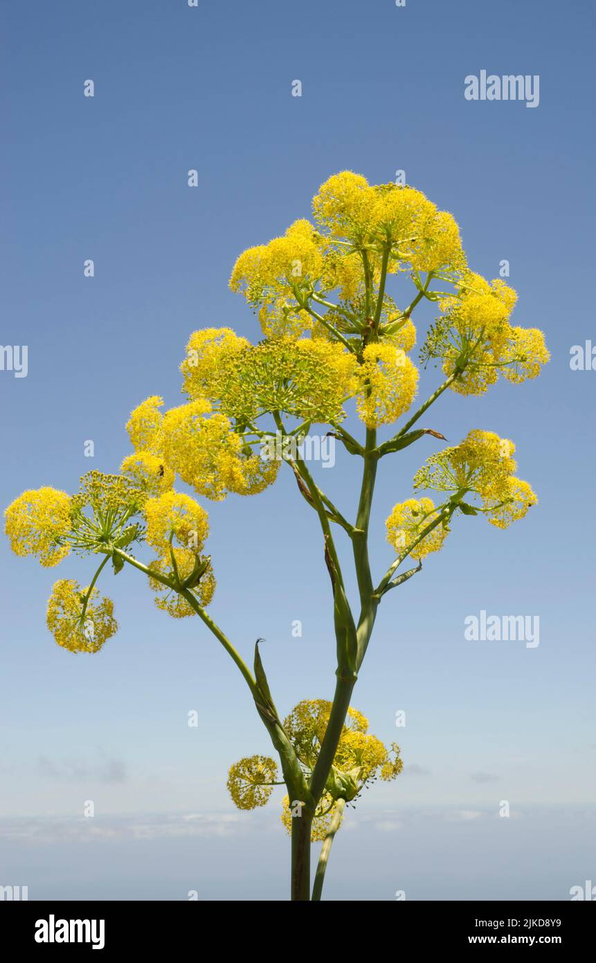 Ferula flower hi-res stock photography and images - Alamy