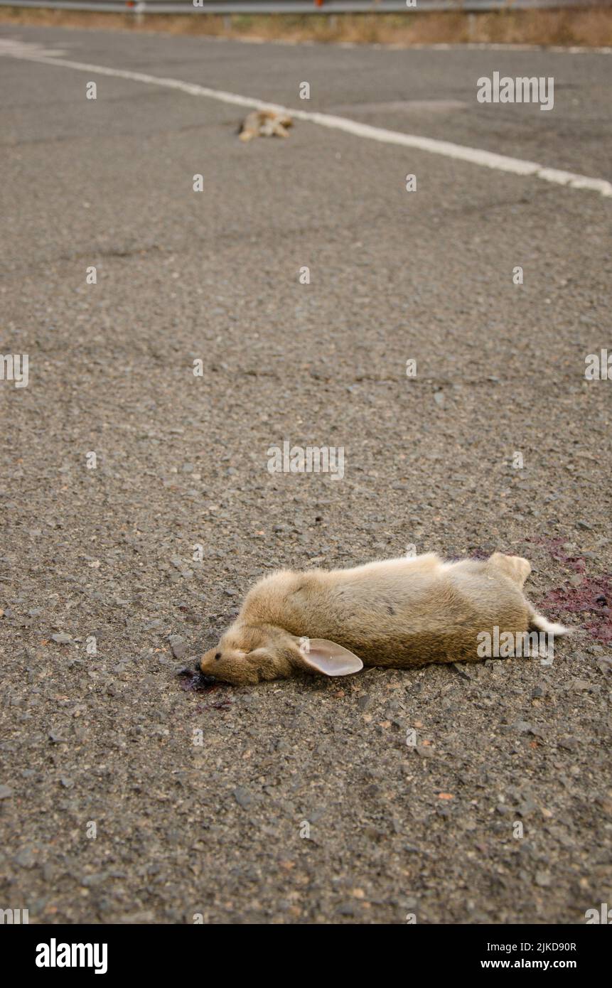 Run over rabbits hi-res stock photography and images - Alamy
