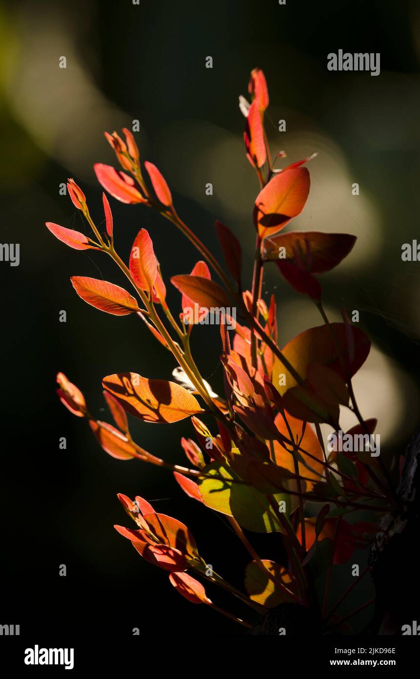 Eucalyptus tree spain hi-res stock photography and images - Alamy