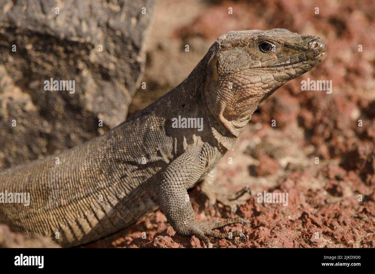 Male Gran Canaria giant lizard Gallotia stehlini. La Garita. Telde ...