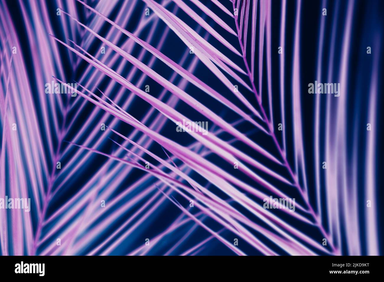 vibrant neon palm tree foliage ultraviolet design Stock Photo - Alamy