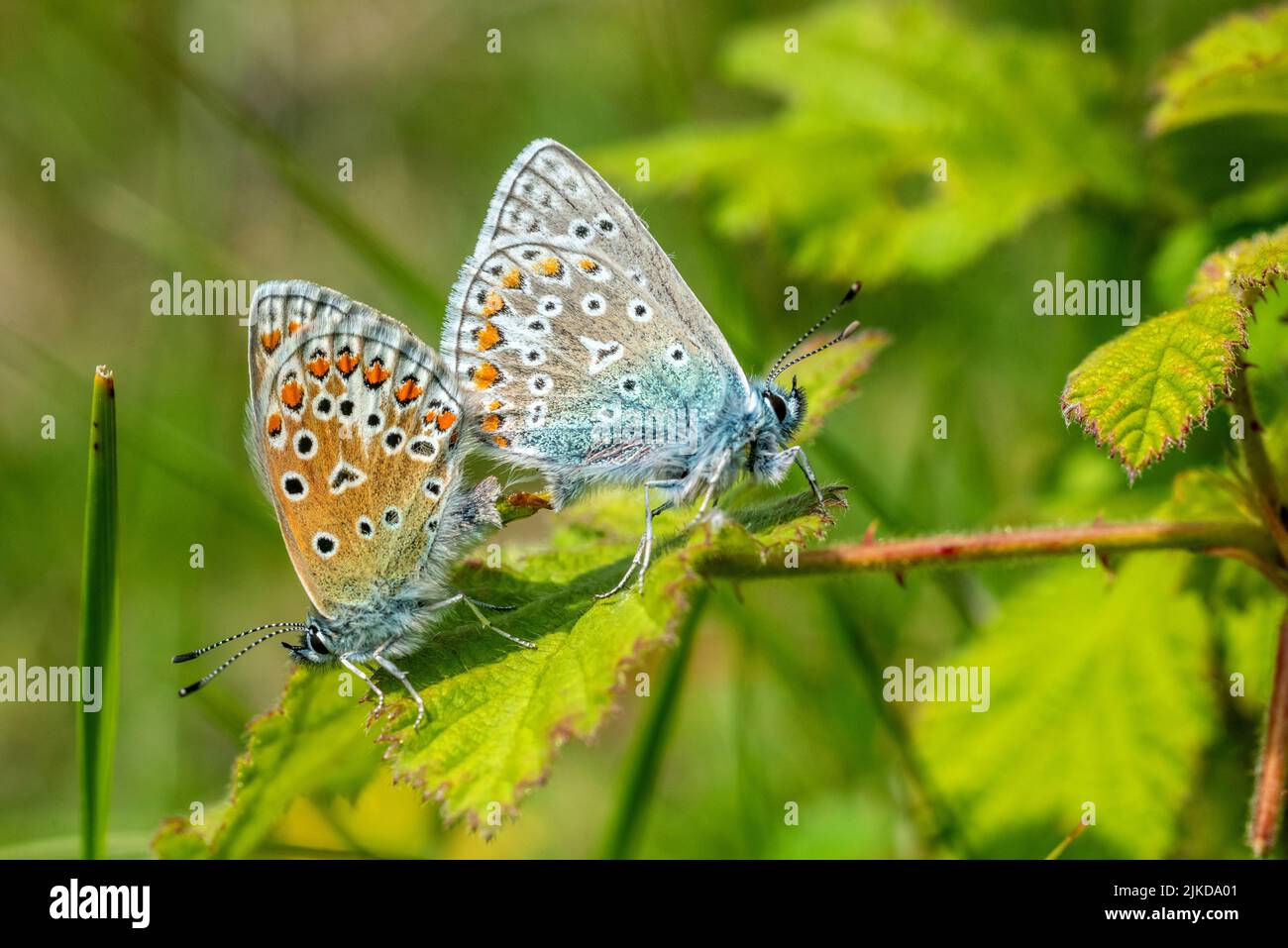 Shoreham, June 4th 2022: Common Blue / Adonis Blue butterflies mating ...