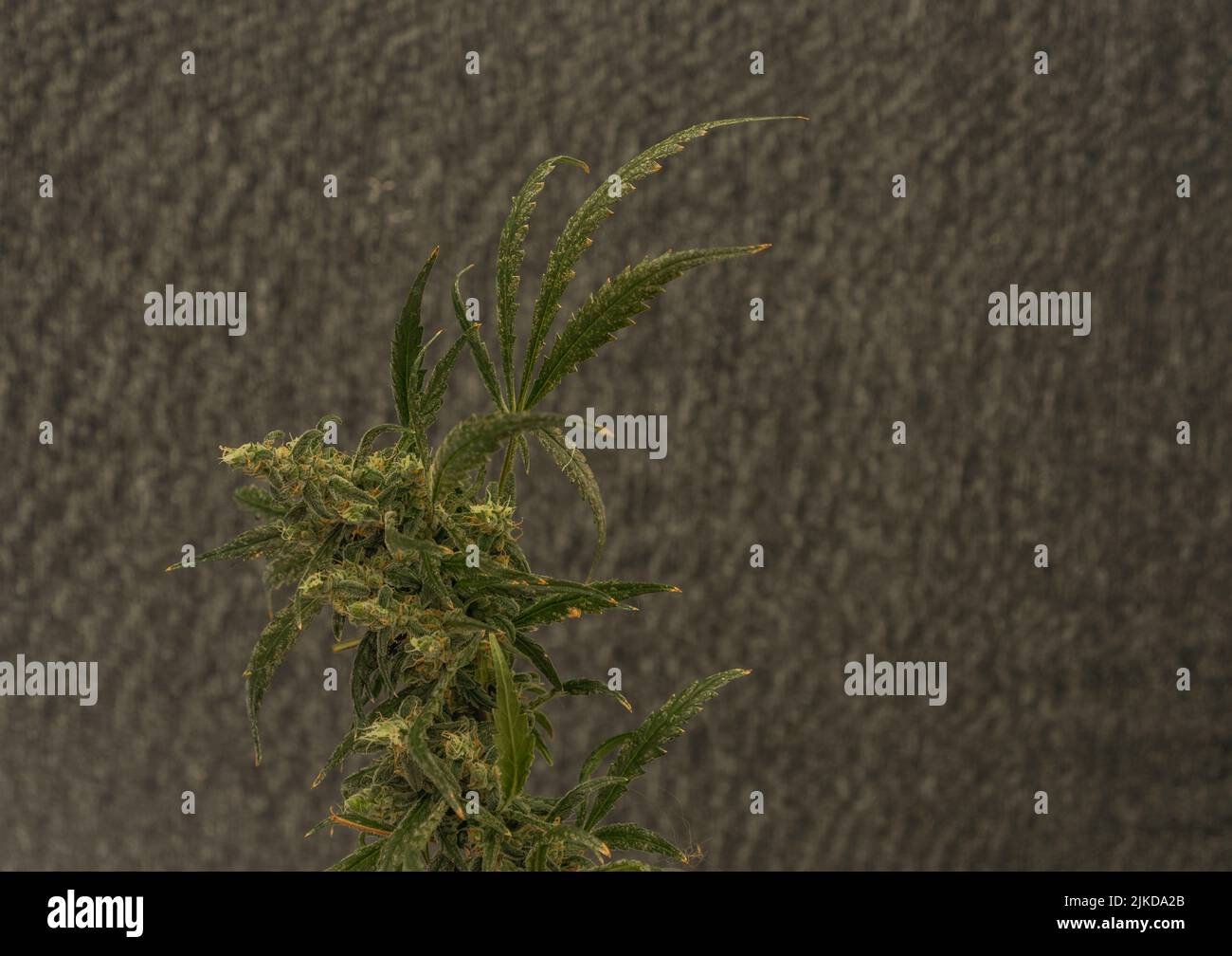 Sagarmatra hi-res stock photography and images - Alamy