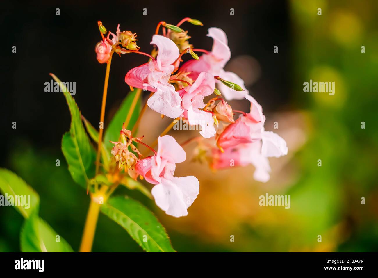 Flower Impatiens Balsamina, commonly known as balsam, rose balsam ...