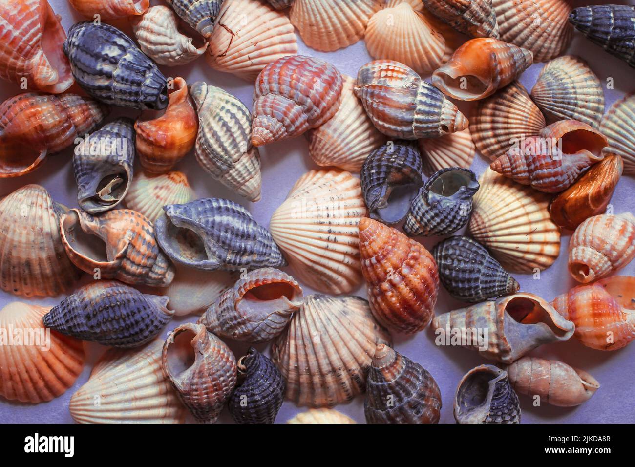 Colorful seashells hi-res stock photography and images - Alamy