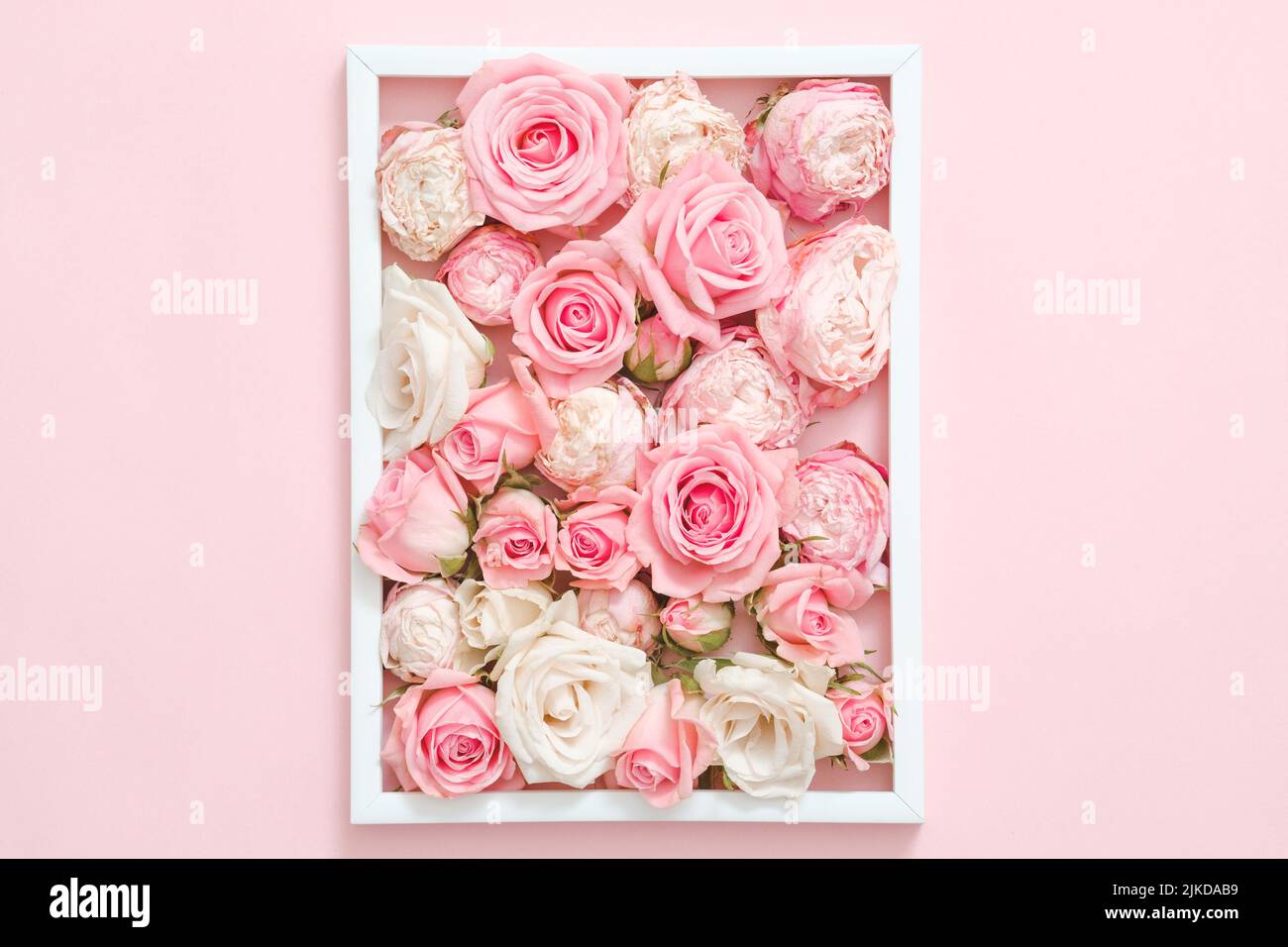 women greeting assorted rose frame pink background Stock Photo - Alamy