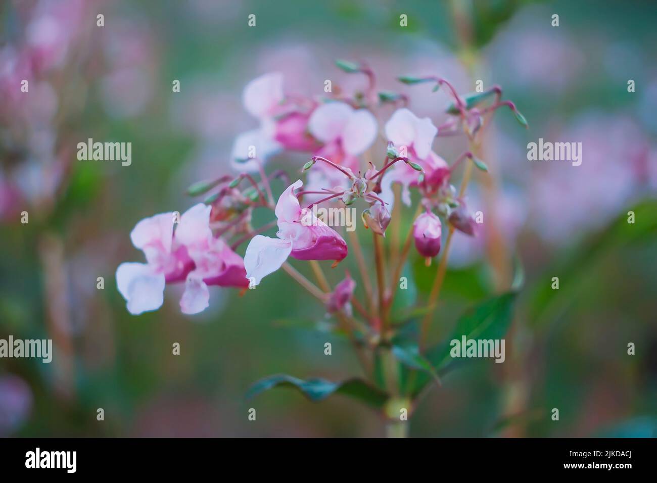 Flower Impatiens Balsamina, commonly known as balsam, rose balsam ...