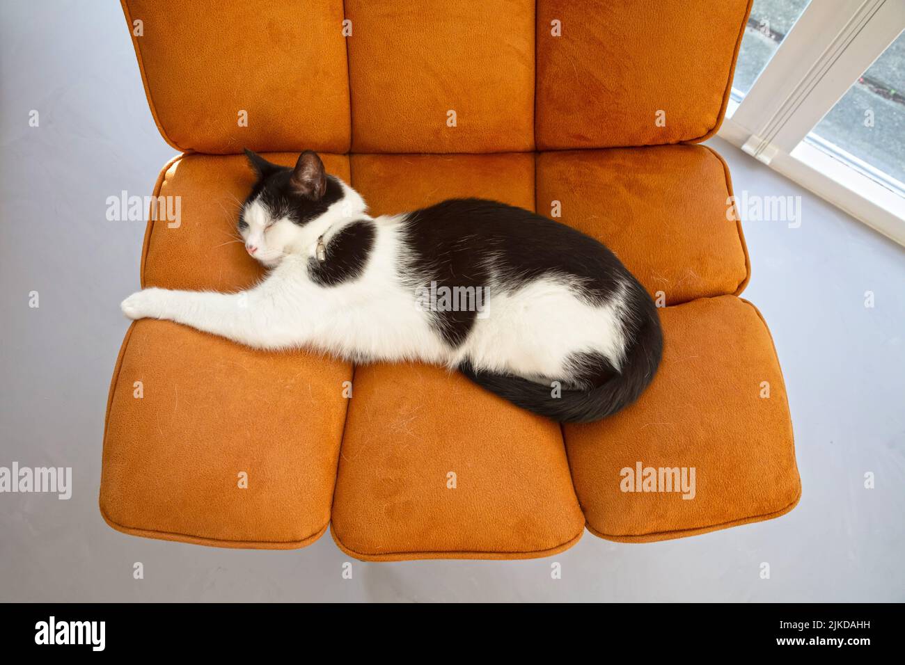 Cat in a chair hi-res stock photography and images - Alamy