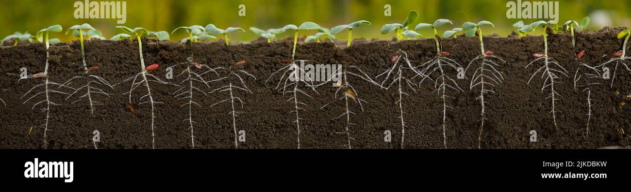Young cucumber plants with roots Stock Photo - Alamy