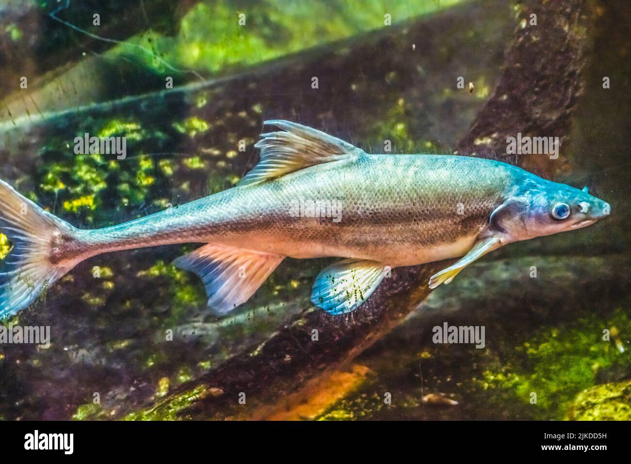 Fishwater fish hi-res stock photography and images - Alamy