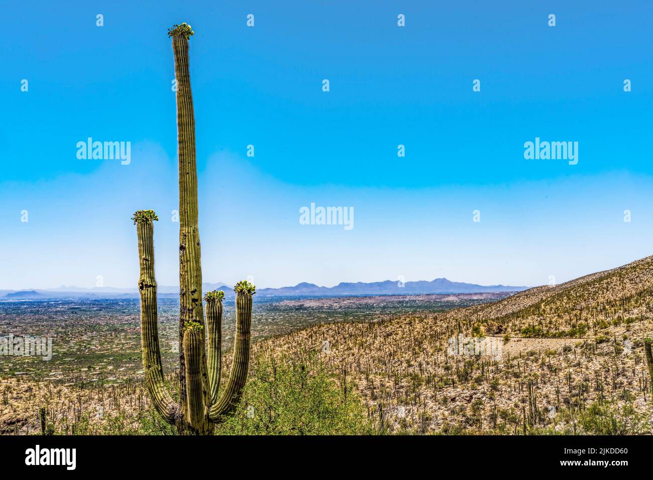 Mount Lemon View Saguaro Cactus Plants Blooming Houses Suburbs Desert ...
