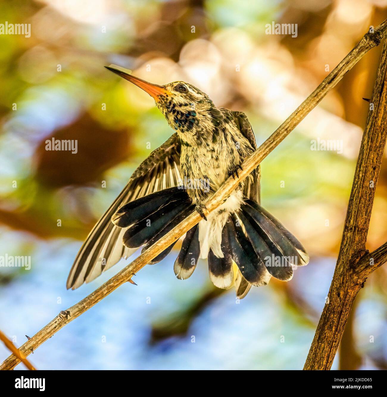 Annas museum hi-res stock photography and images - Alamy