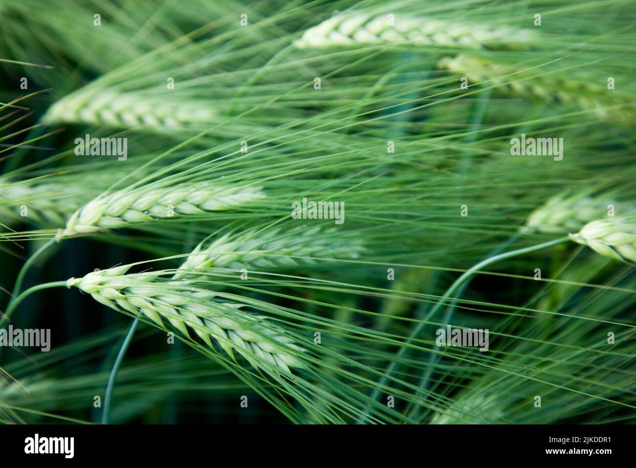 Corns of wheat hi-res stock photography and images - Alamy