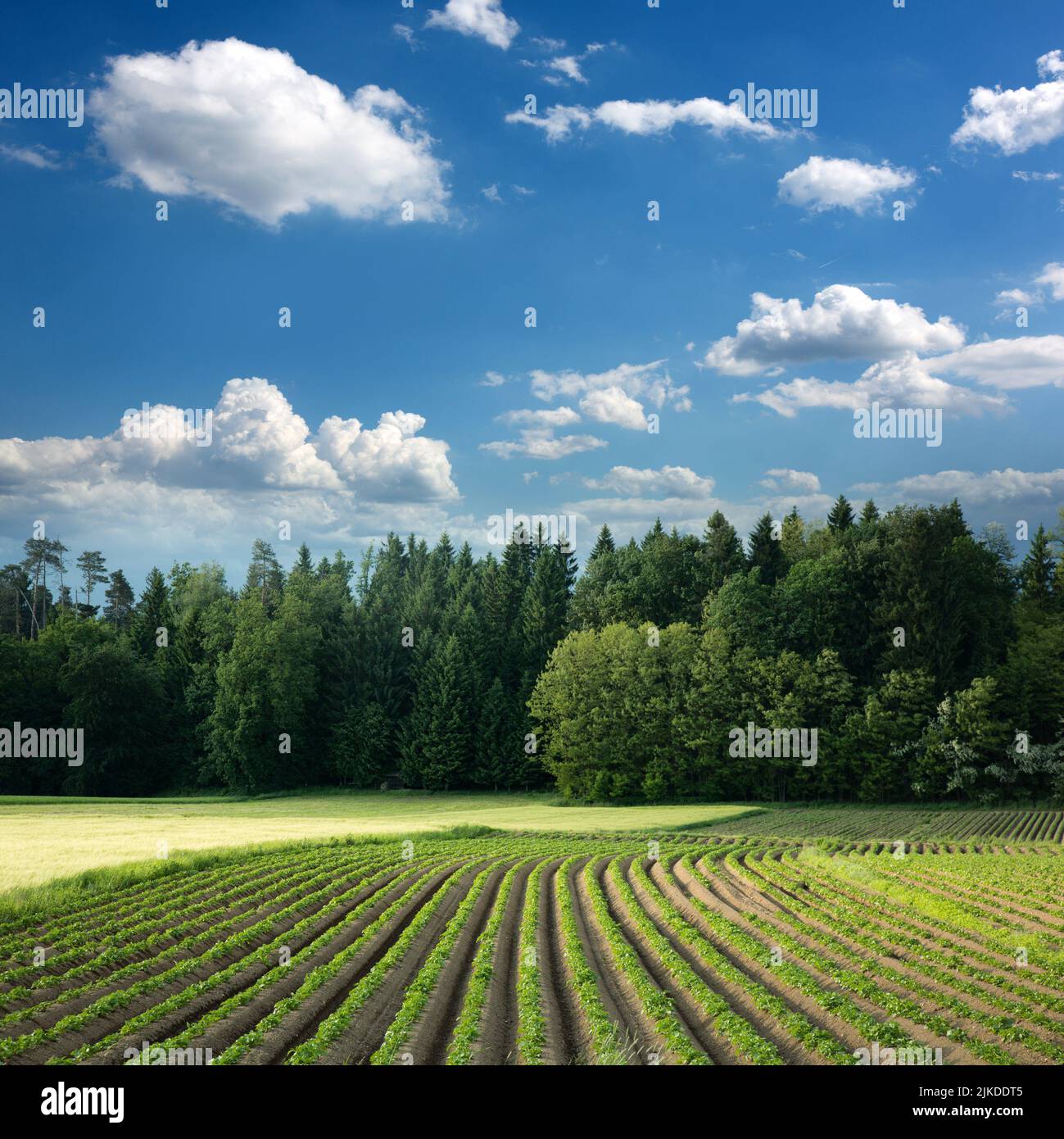 Against forest hi-res stock photography and images - Alamy