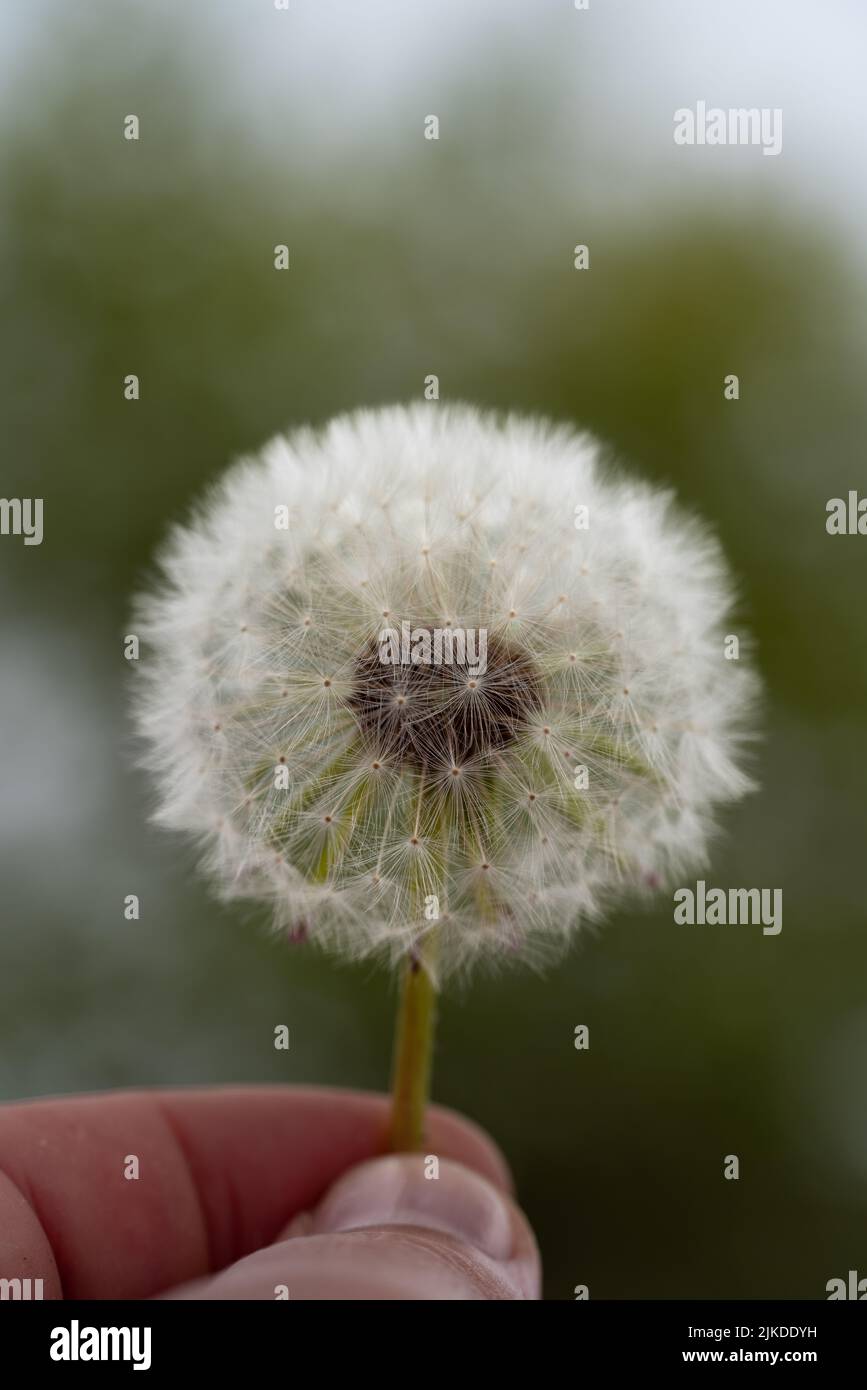 A vertical closeup shot of fingers holding a common dandelion blowball ...